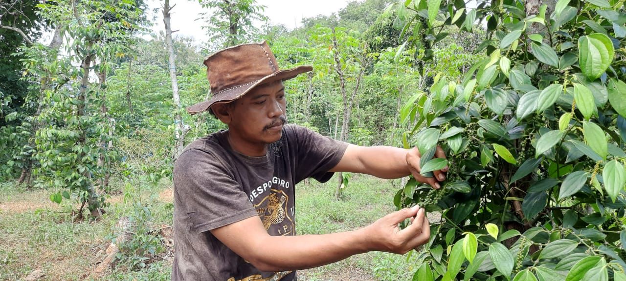 Kisah Lulusan Sarjana Asal Gresik Jadi Petani Sukses Tanam Lada Hitam ...