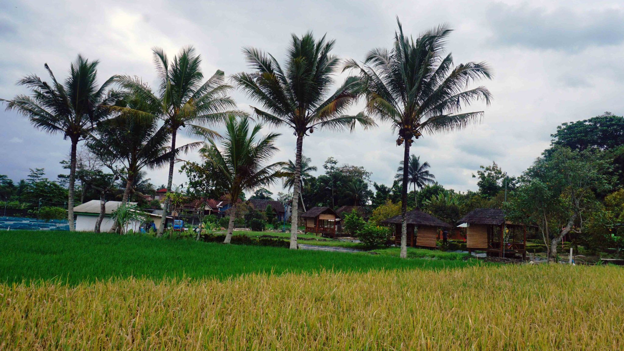Sawah Kakung Magelang, Berpadunya Keindahan Alam dan Agrowisata ...